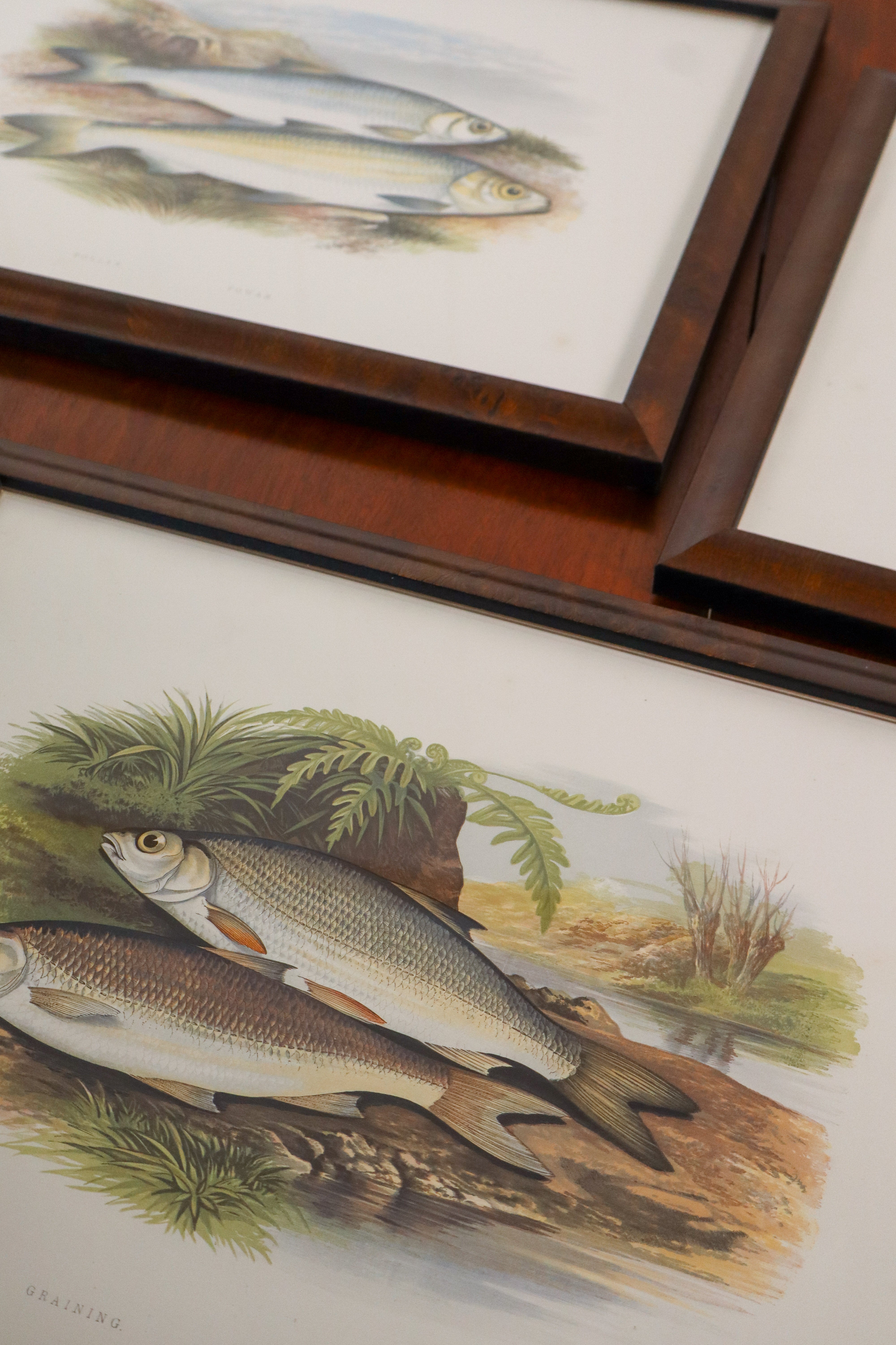 Antique Hand Colored Fish Engravings | In Contemporary Burl Frames – FOUND